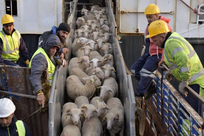 Importation de moutons : cadence accélérée dès la semaine prochaine - L ...